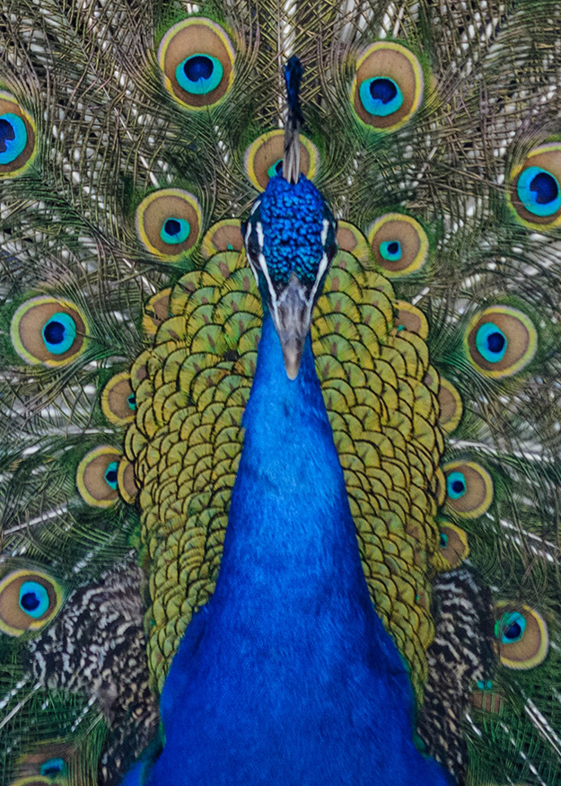 The Accidental Poetry of Ninety-Nine-Cent Stores | Poets & Writers