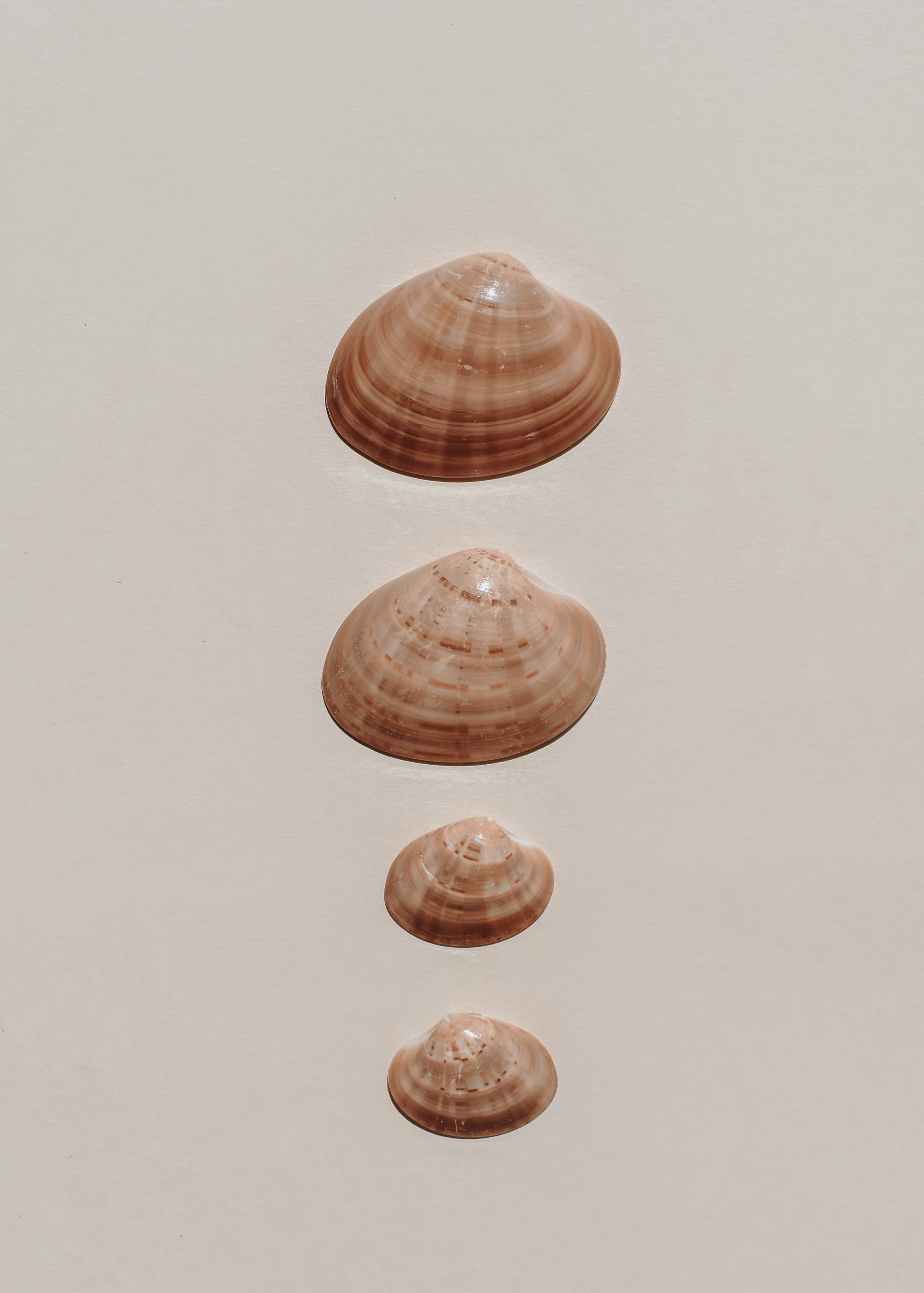 Clam Down | Poets & Writers