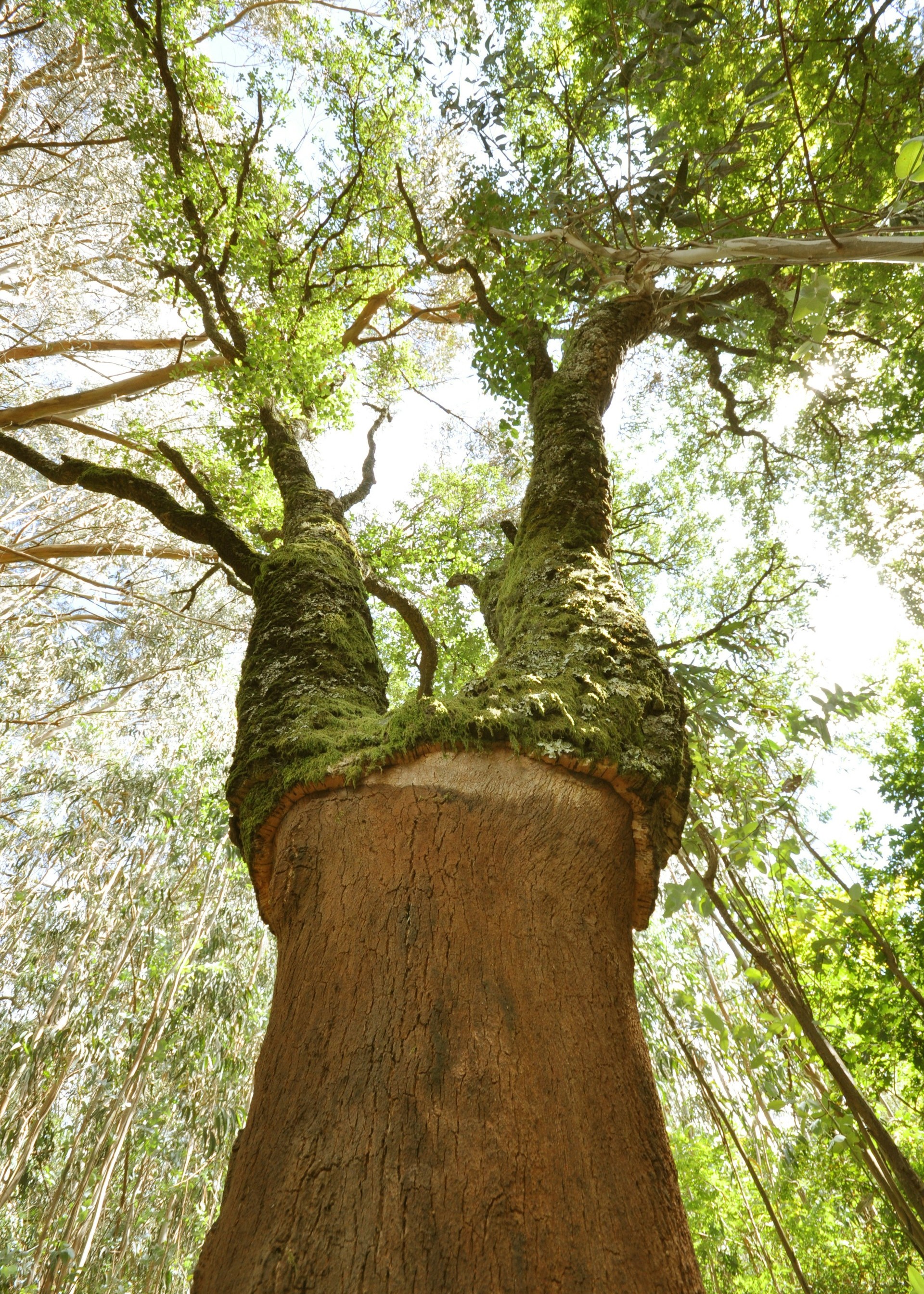 Conjoining | Poets & Writers