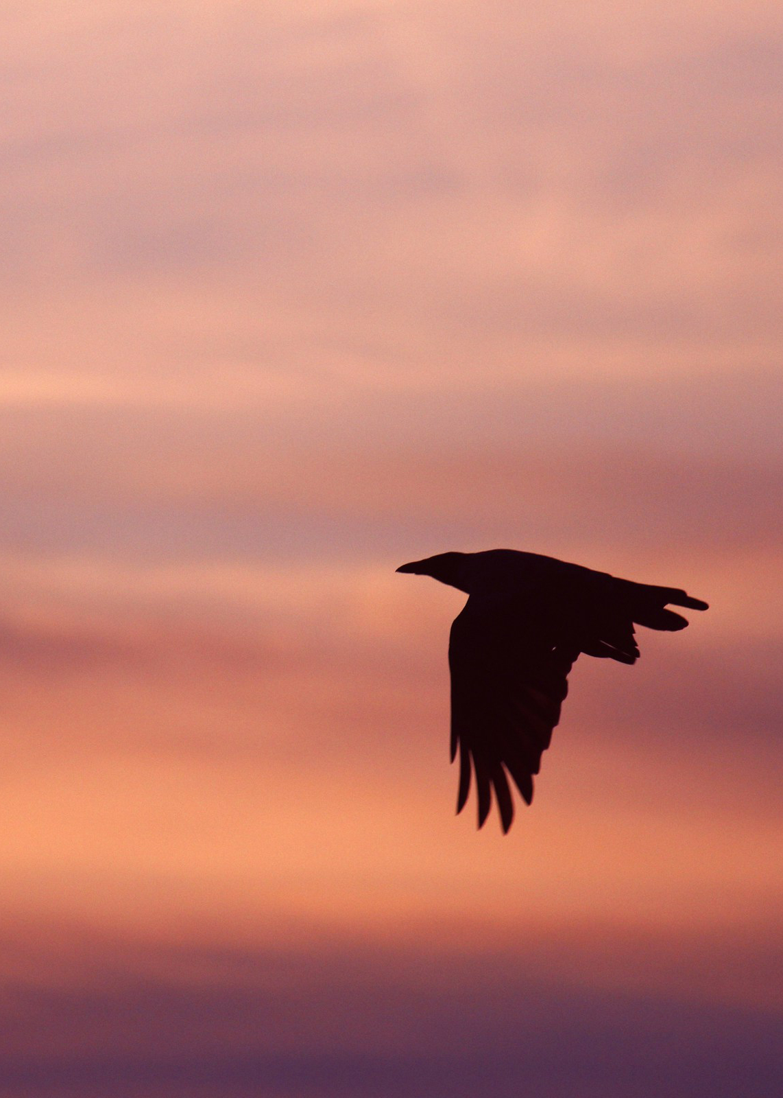 Finding Your Crow | Poets & Writers