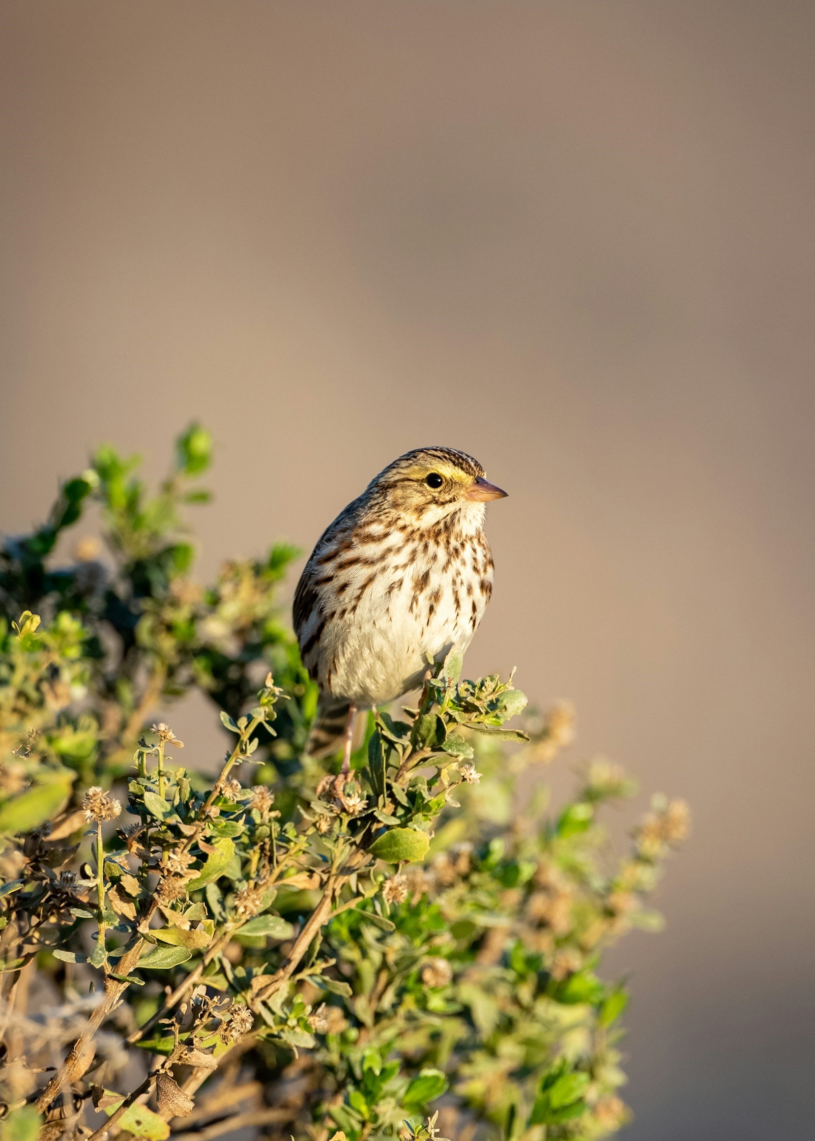 Sparrow Poem | Poets & Writers